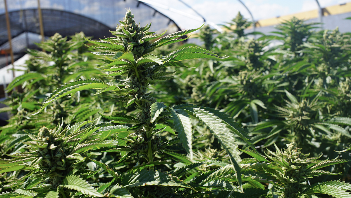 Hesi Feeding Chart | Usage Guide | Fast Buds Hesi Feeding Chart | Usage Guide | Fast Buds